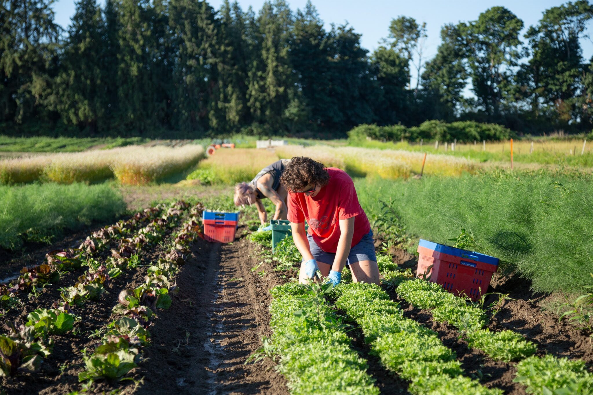 Viva Farms: Fighting for a farming future | RSF | Regenerative Social ...